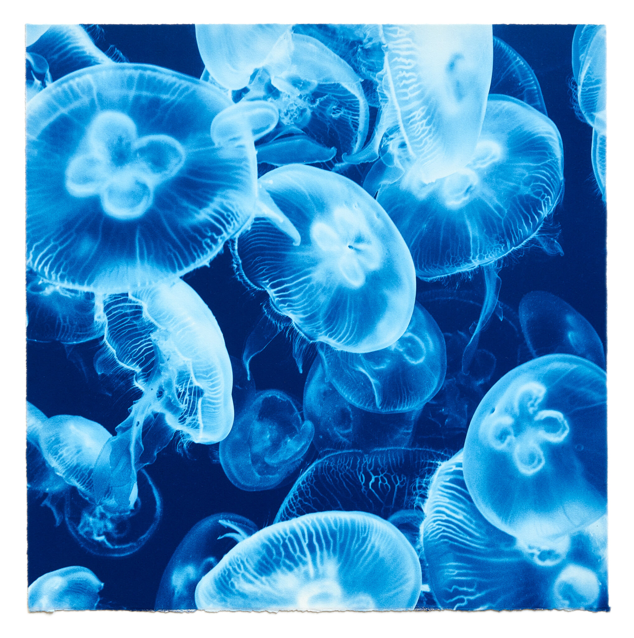 Jelly Fish, Study No. 4 - Kunkel Fine Art